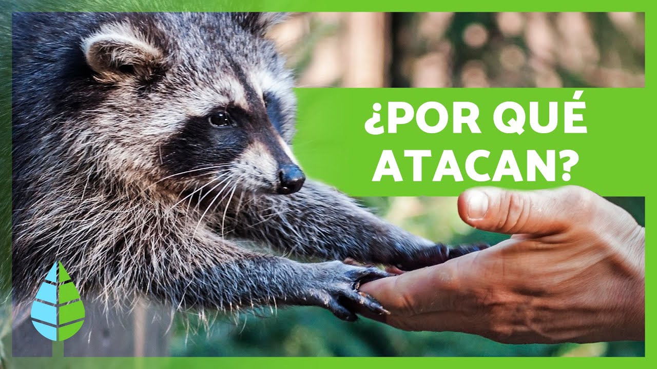 Son Peligrosos Los Perros Mapache