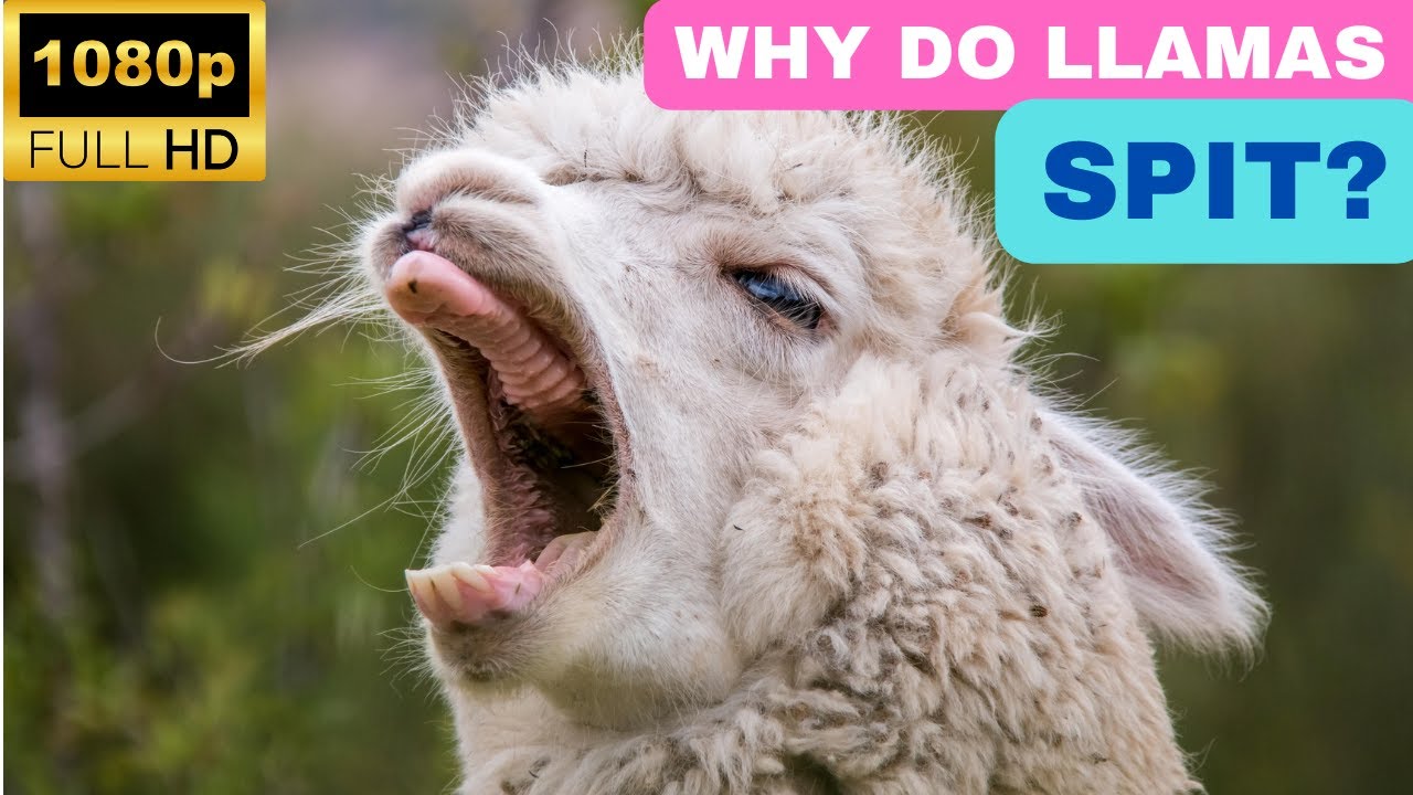 Why Do Llamas Spit Youtube