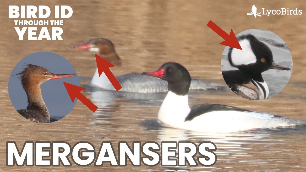 Identifying Common Vs Red Breasted Vs Hooded Mergansers Waterfowl