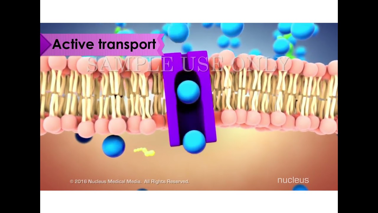 Active Transport Presentation Biology Youtube
