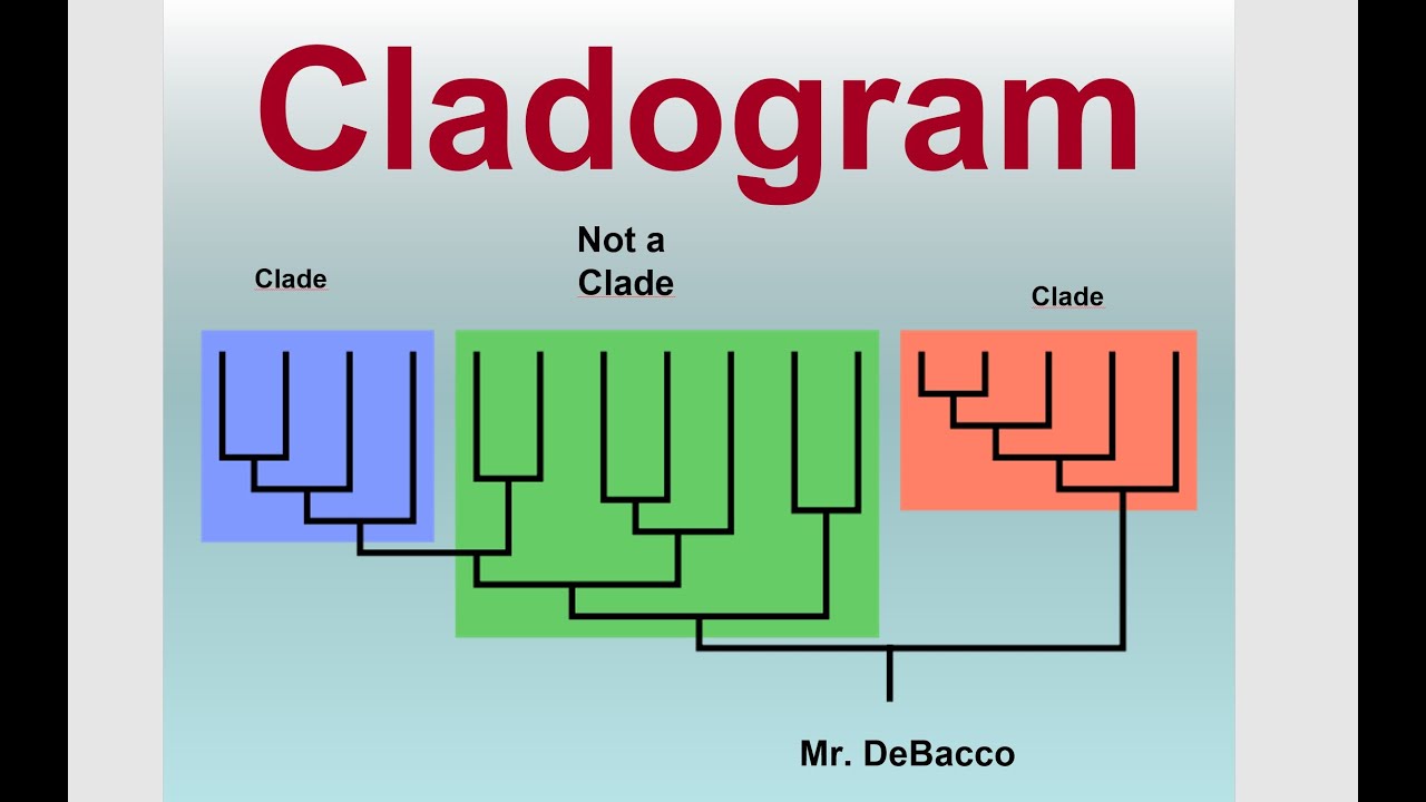 Cladogram Youtube