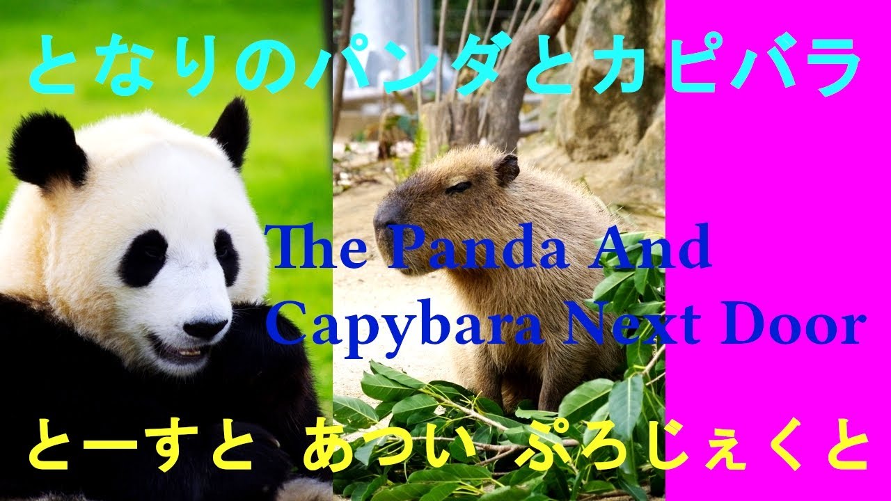 The Panda And Capybara Next Door Tapoj0371 Youtube