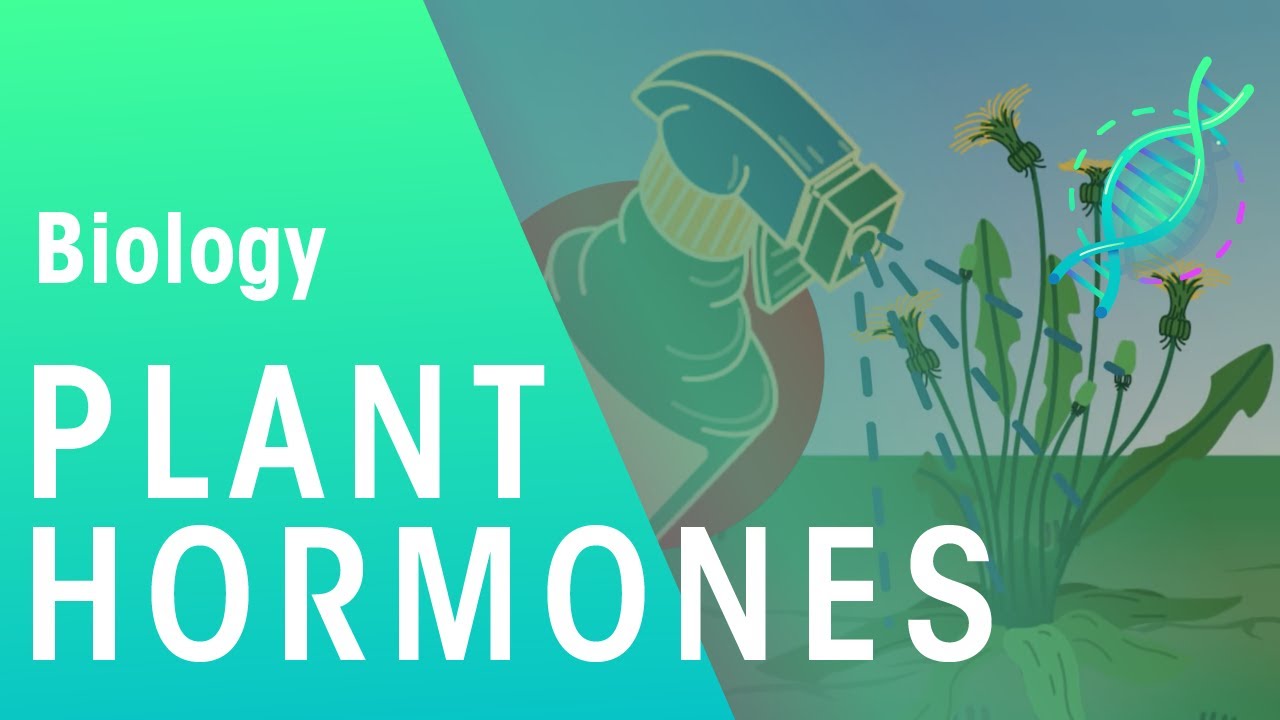 Uses Of Plant Hormones Plants Biology Fuseschool Youtube