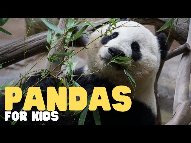 Pandas For Kids Learn All About These Bamboo Loving Bears Videos