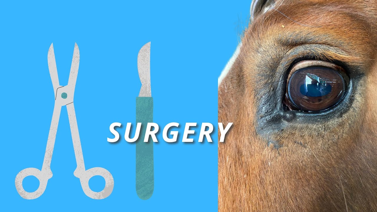 My Horse Has Eye Surgery Youtube