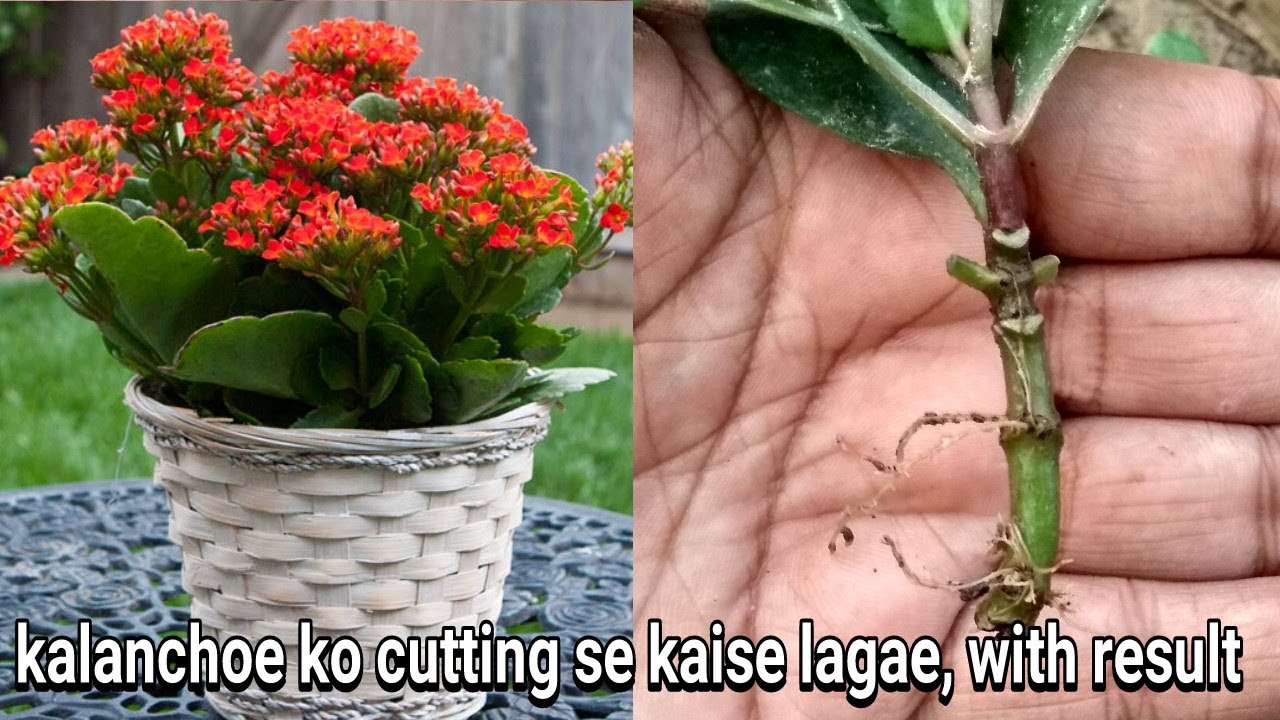 How To Propagate Kalanchoe Plants From One Stem With Result Youtube