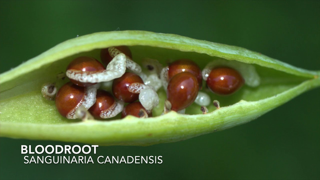 The Ant Dance Youtube