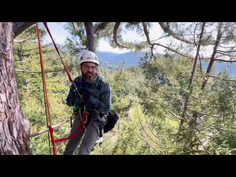 A Walk With The Arborist My Redwood Climb