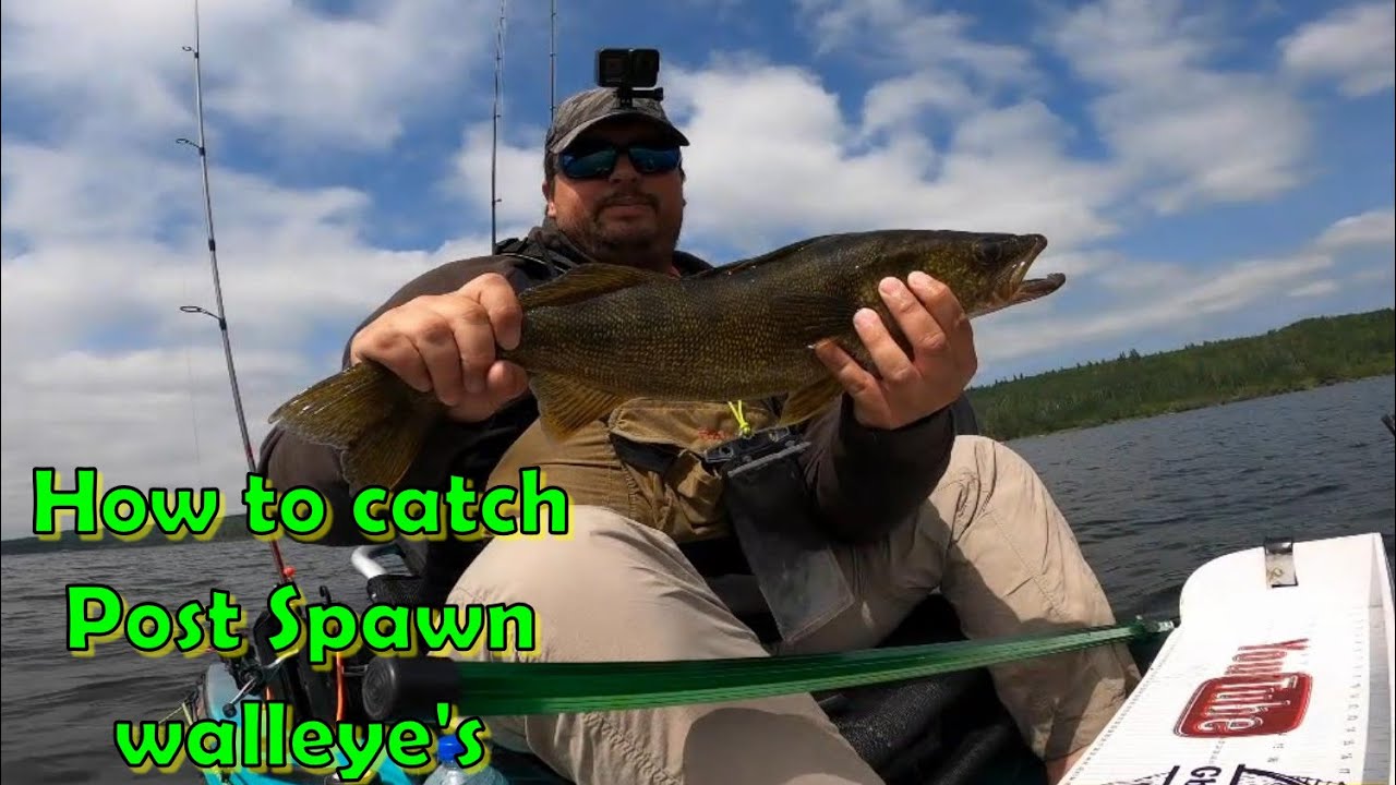 Post Spawn Walleye S What To Look For Youtube