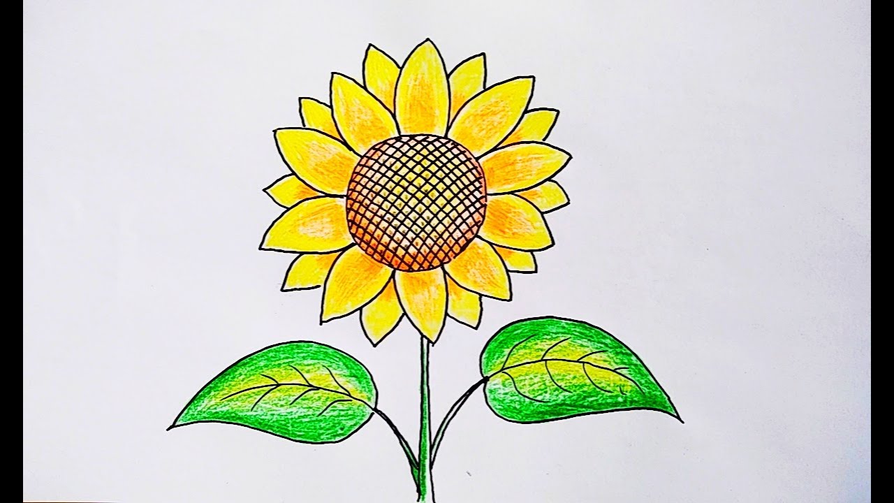 Menggambar Dan Mewarnai Bunga Matahari How To Draw A Sunflower Youtube