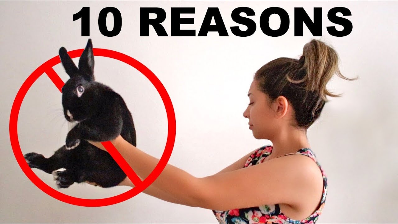 10 Reasons You Should Not Get A Rabbit Dog Potato