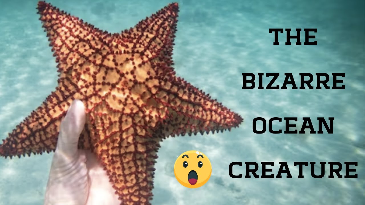 Starfish The Cute Bizarre Ocean Creature In 30 Seconds Zootub3