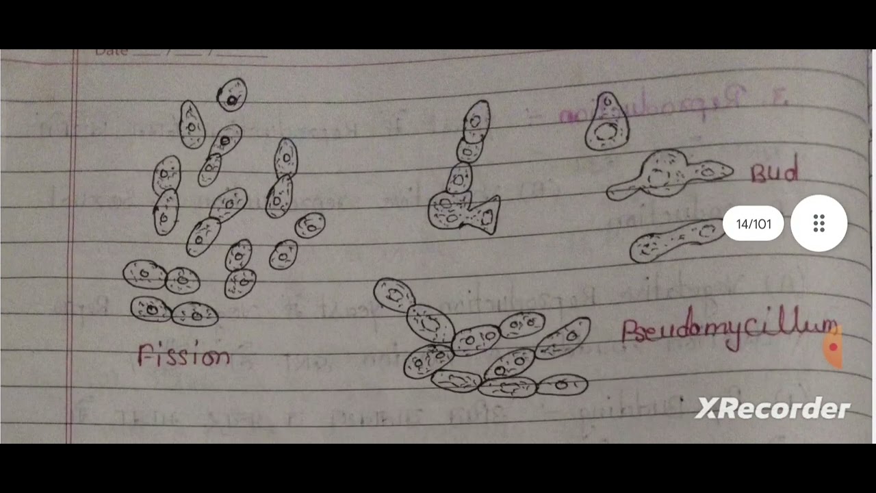 Yeast Structure Reproduction Chromosome Organisation Application Is
