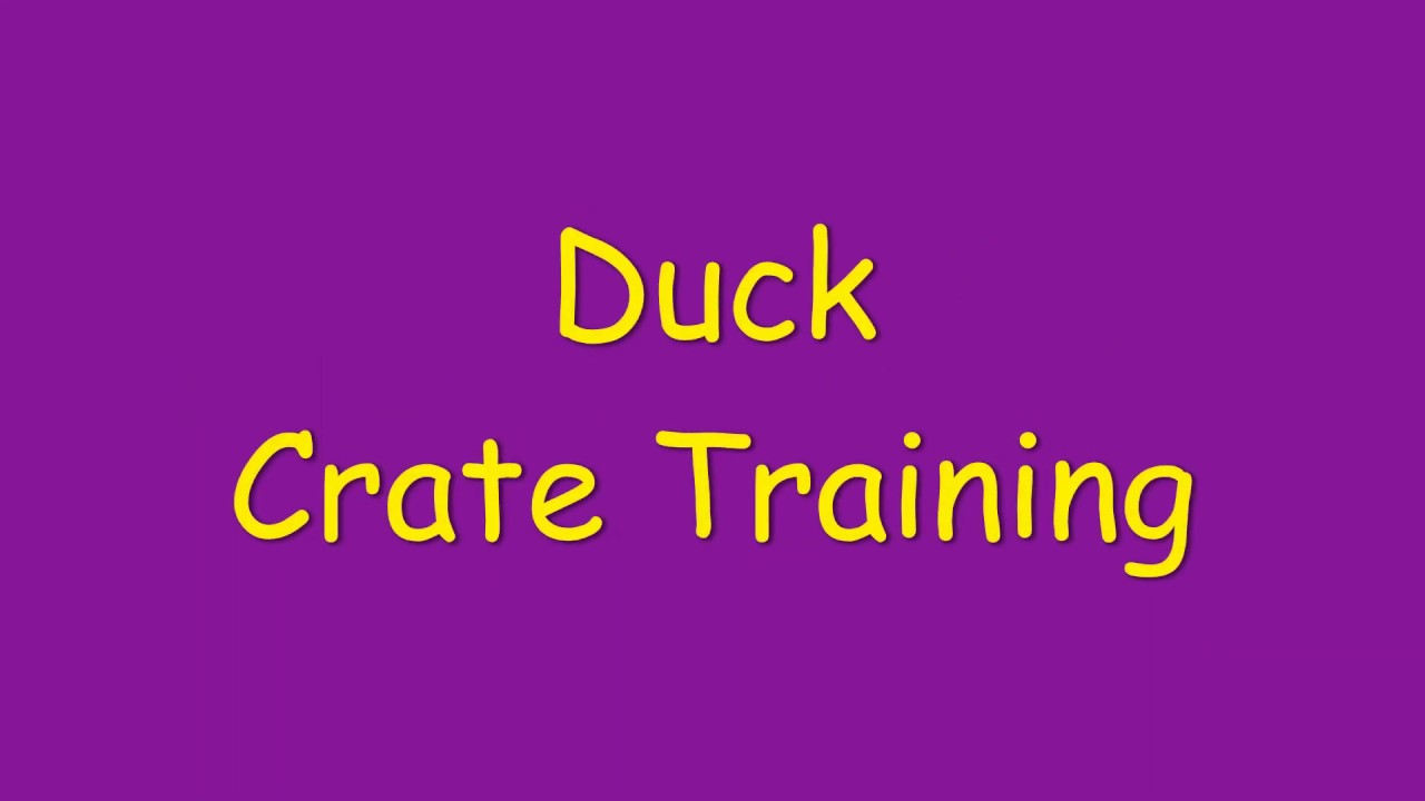 Duck Crate Training Youtube