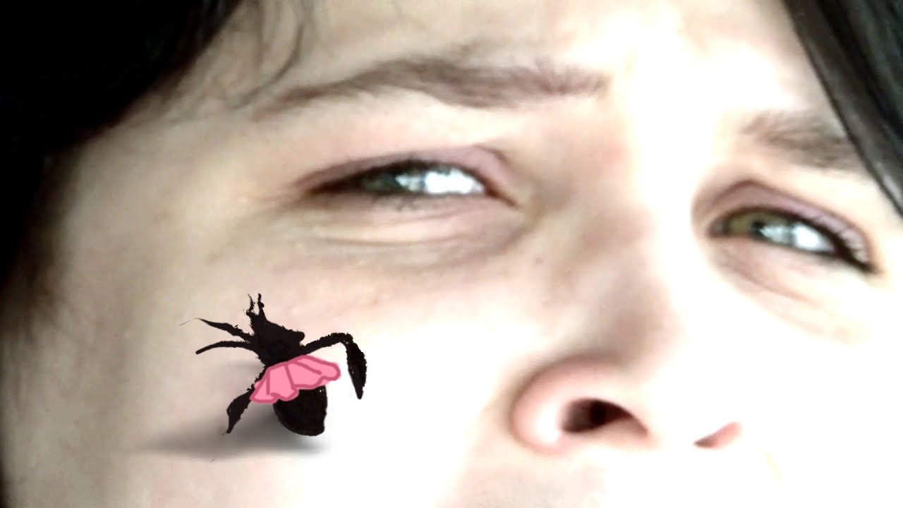 Stink Bug Dance Youtube