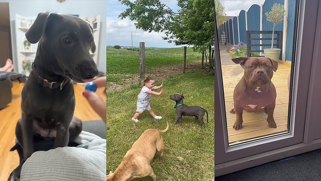 Weird Things My Dog Does At Asha Vang Blog