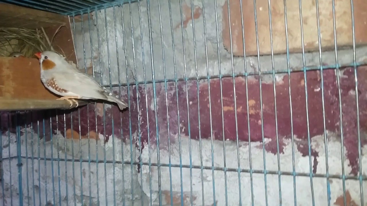 Java Bird Make Nest Youtube