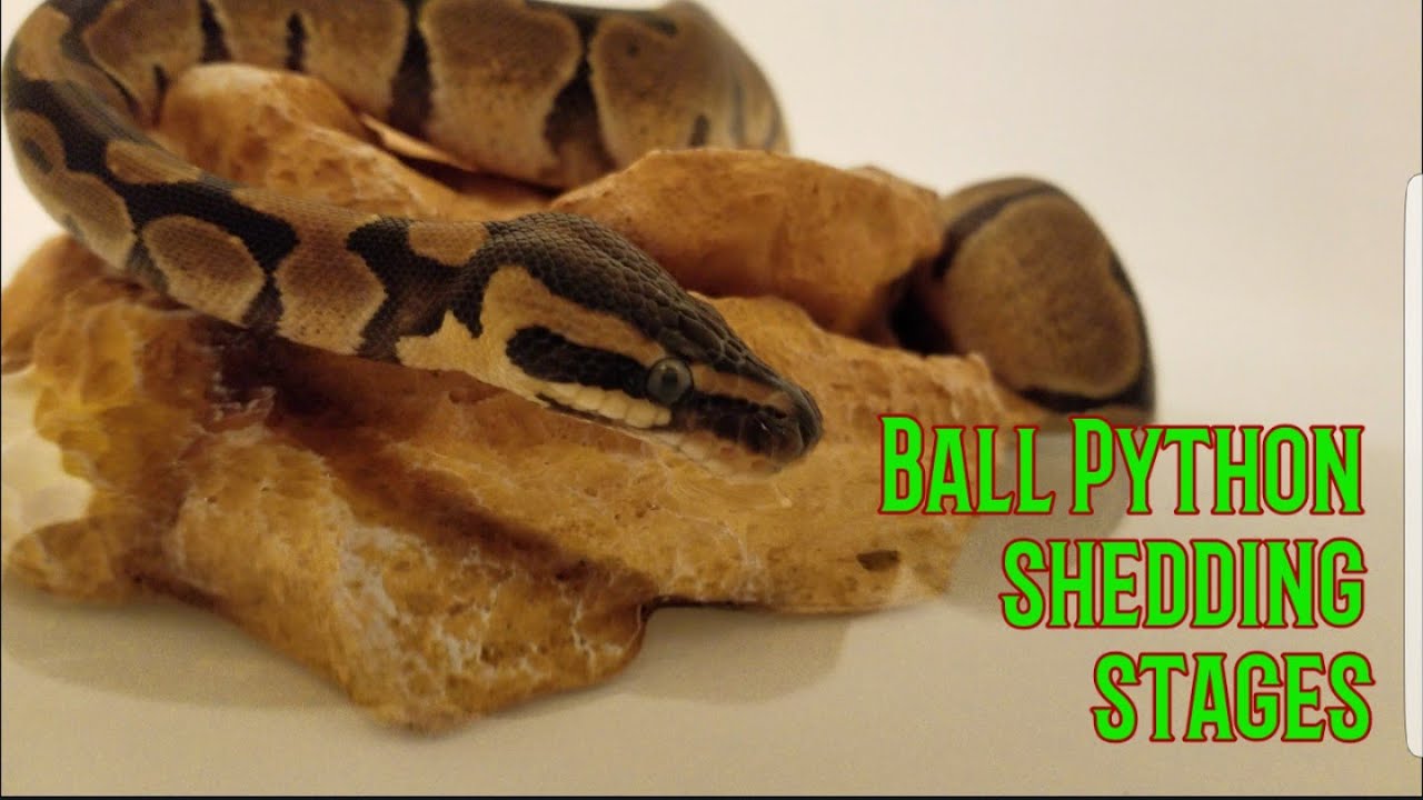 Ball Python Shedding Stages Shedding Process Youtube