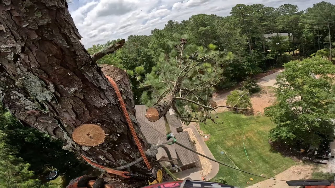 Speedline Pine Tree Removal Youtube