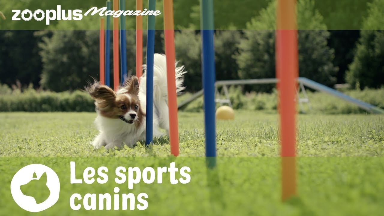 L Agility Pour Chien Et Le Dog Dancing Magazine Zooplus Youtube