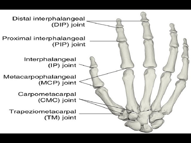 Metacarpophalangeal Joint Ligaments The Transverse Metacarpal