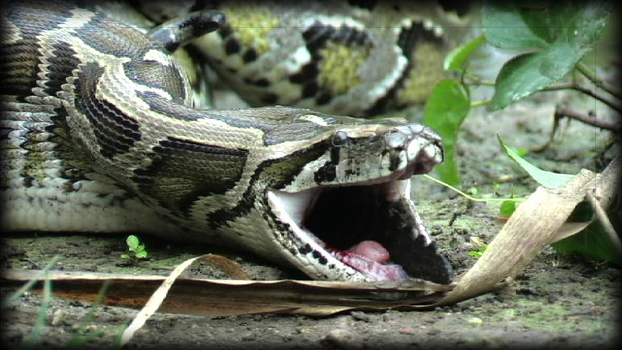 Python Attack Compilation 01 Youtube