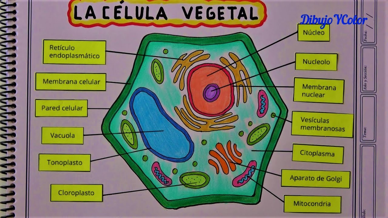 La Célula Vegetal Y Sus Partes Plant Cell And Their Parts Youtube