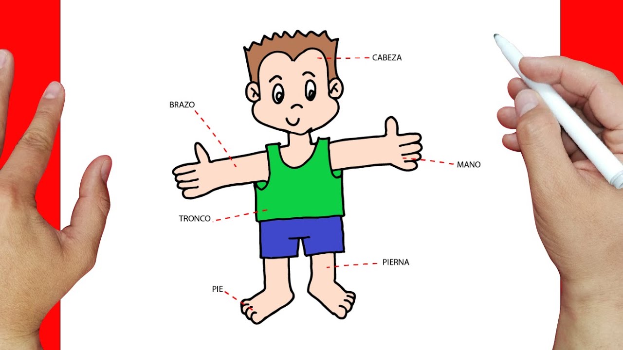 Cómo Dibujar Las Partes Del Cuerpo Dibujos Fáciles Youtube