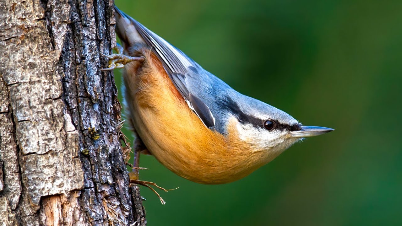 Nuthatch Chirping Sounds 4k Youtube