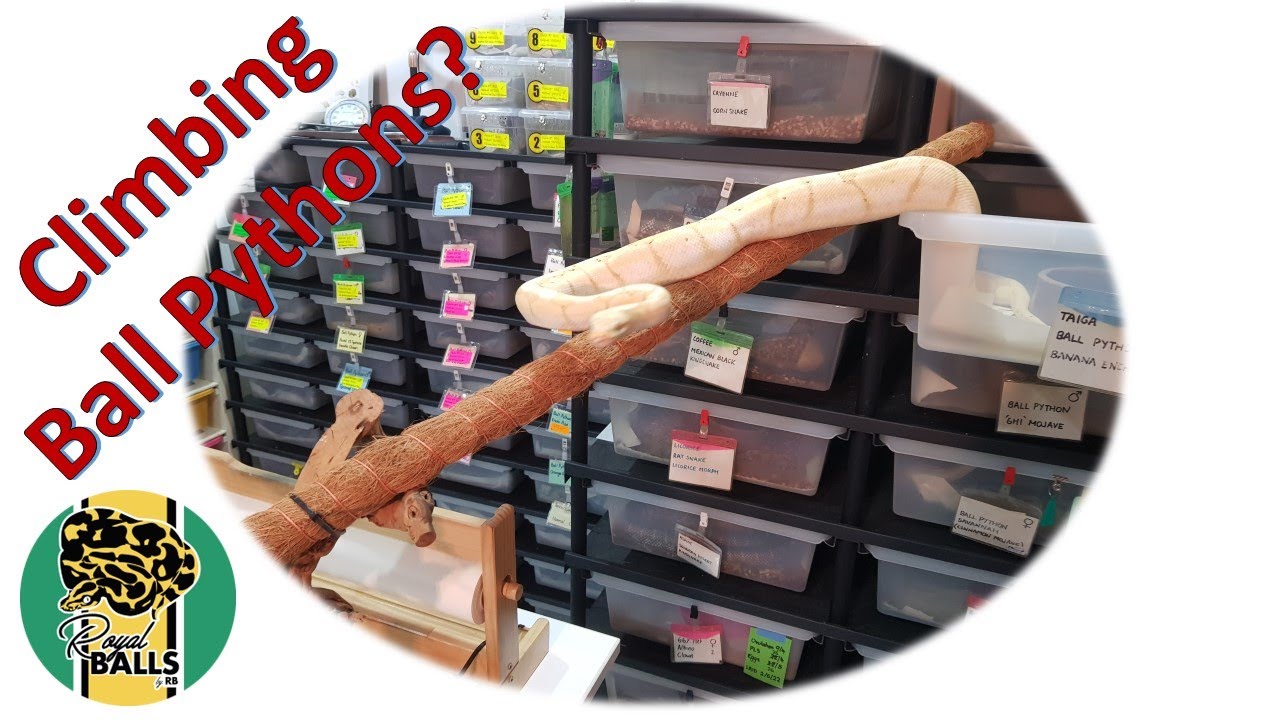 Breeding Ball Pythons Climbing Youtube