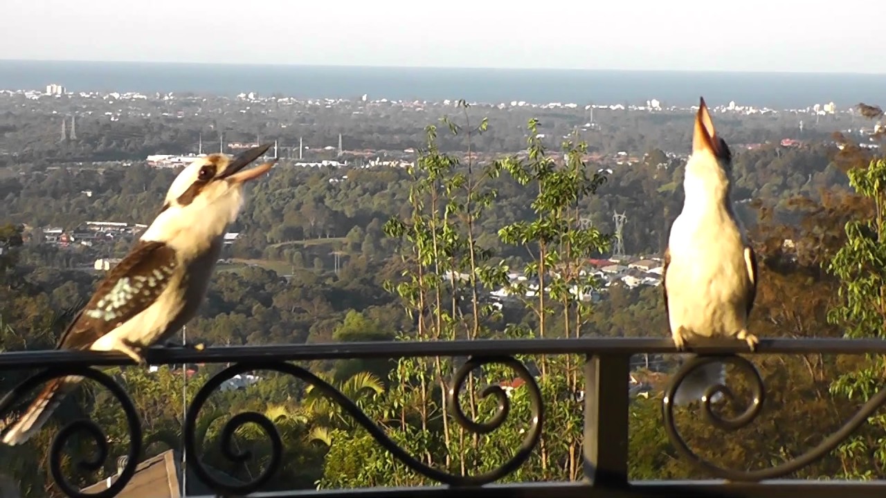 Kookaburra Call Two Laughing Kookaburra Laughing So Loud Youtube