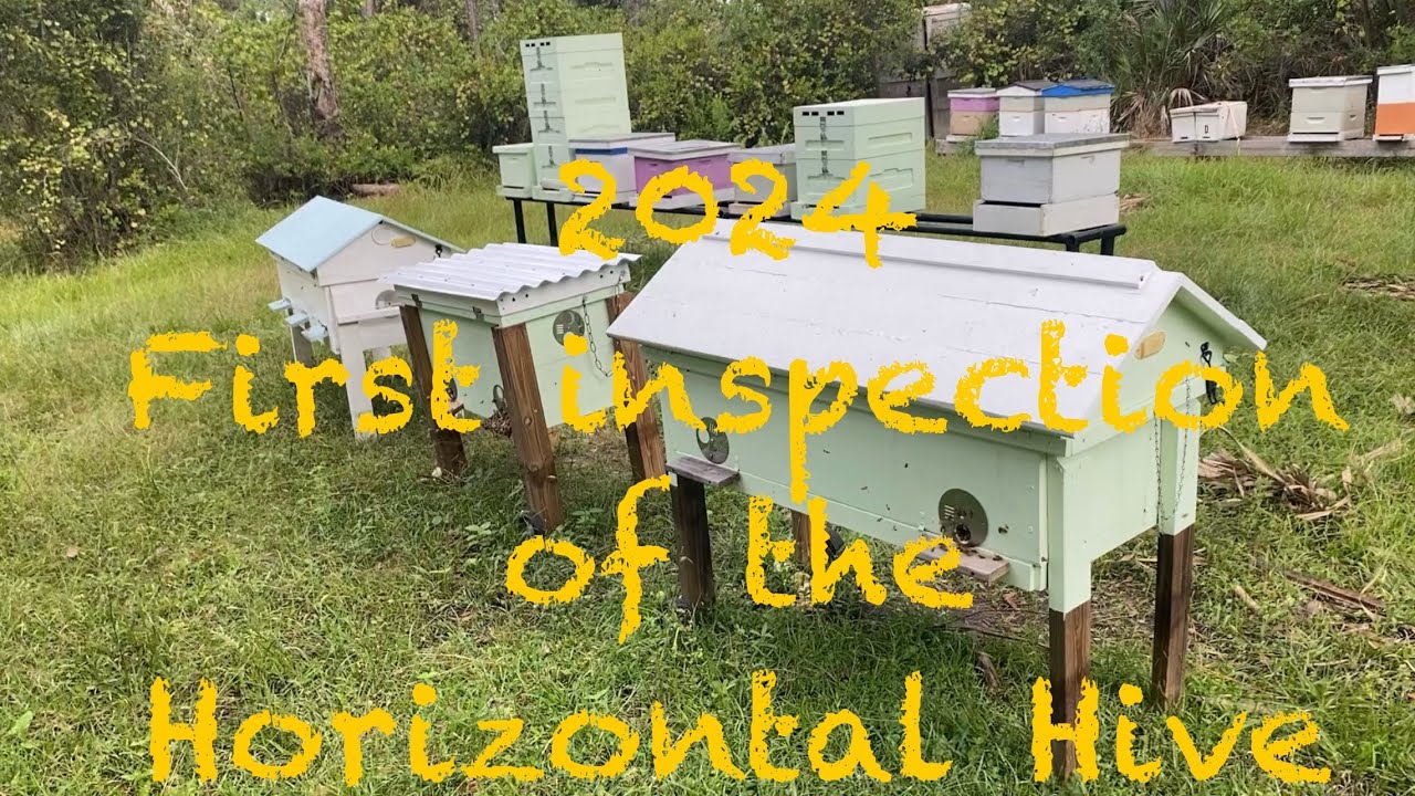 First Inspection Of The Horizontal Long Hive Of 2024 Very Pleased