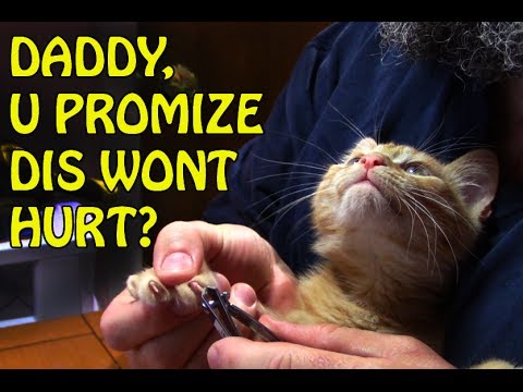 Trim Your Kittens Claws Safe Easy Youtube