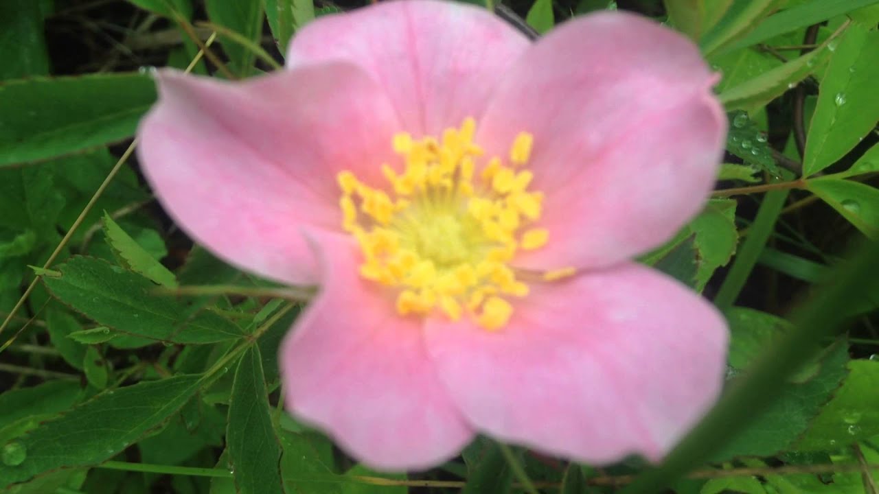 Pink Flower With Yellow Center Name At Linda Redmon Blog