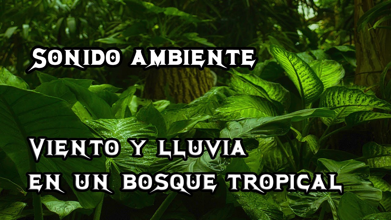 Sonido De Arboles Y Viento Para Dormir Viento Y Lluvia En Bosque