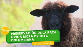 Preservación De La Raza Ovina Mora Criolla Colombiana Doovi