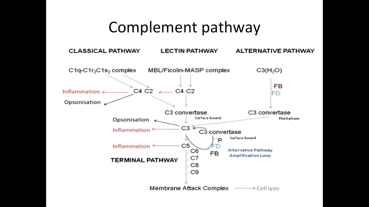 Complement System Animation