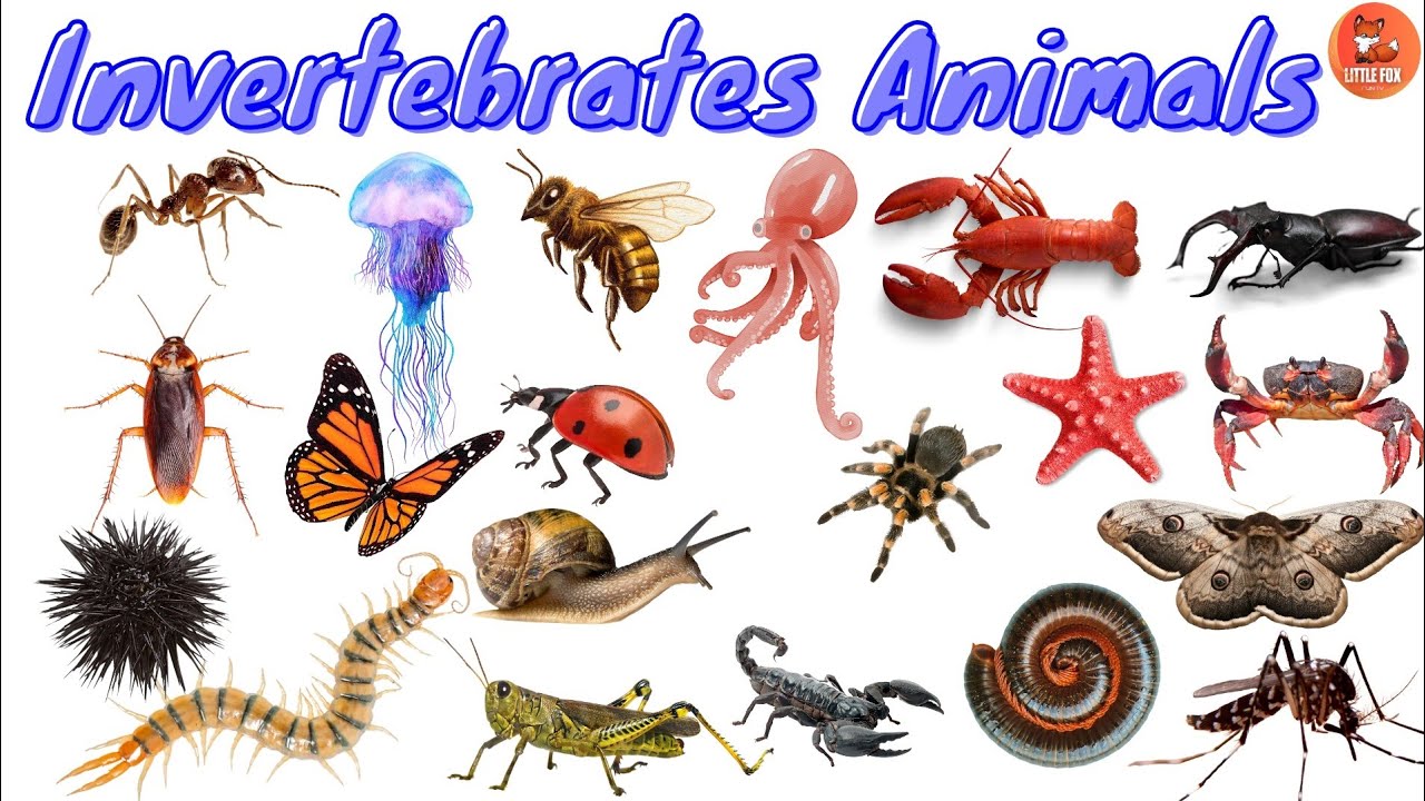 Invertebrates Animals Examples Vertebrate And Invertebrate Animals