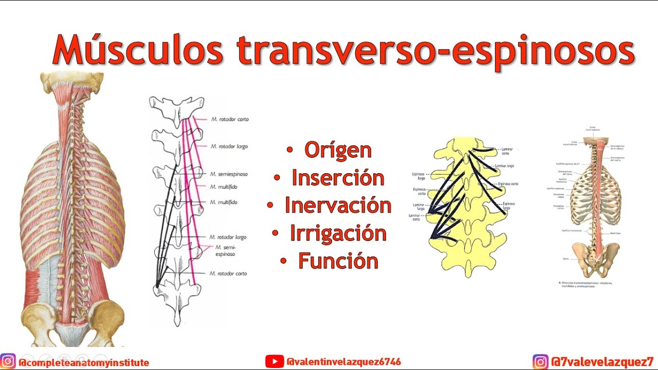 Musculo Transversoespinoso Origen Insercion Irrigacion – NBKomputer Musculo Transversoespinoso Origen Insercion Irrigacion – NBKomputer