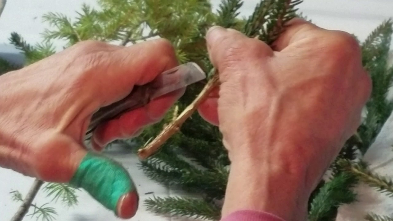 Conifer Grafting Youtube