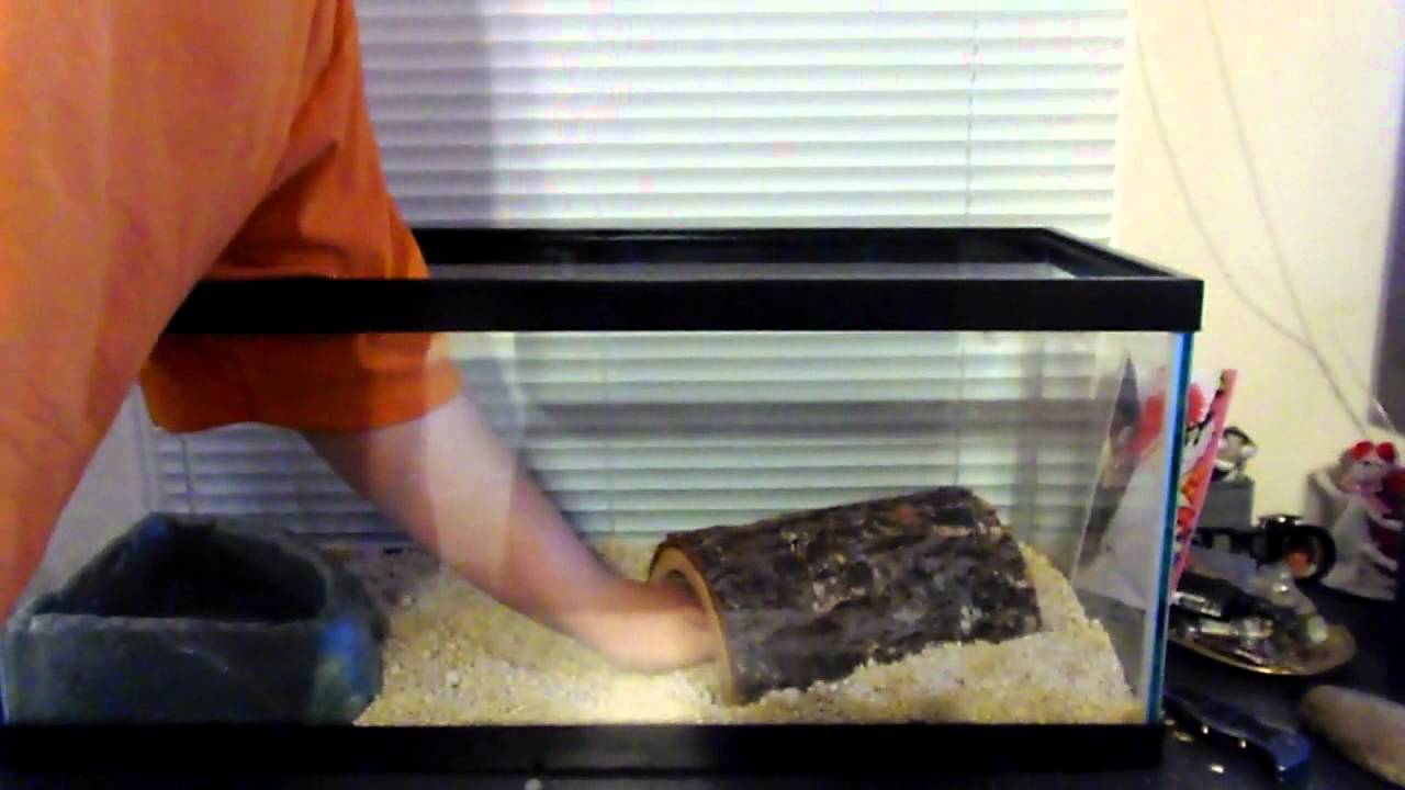 How To Setup A Ball Python Cage Christian Youtube