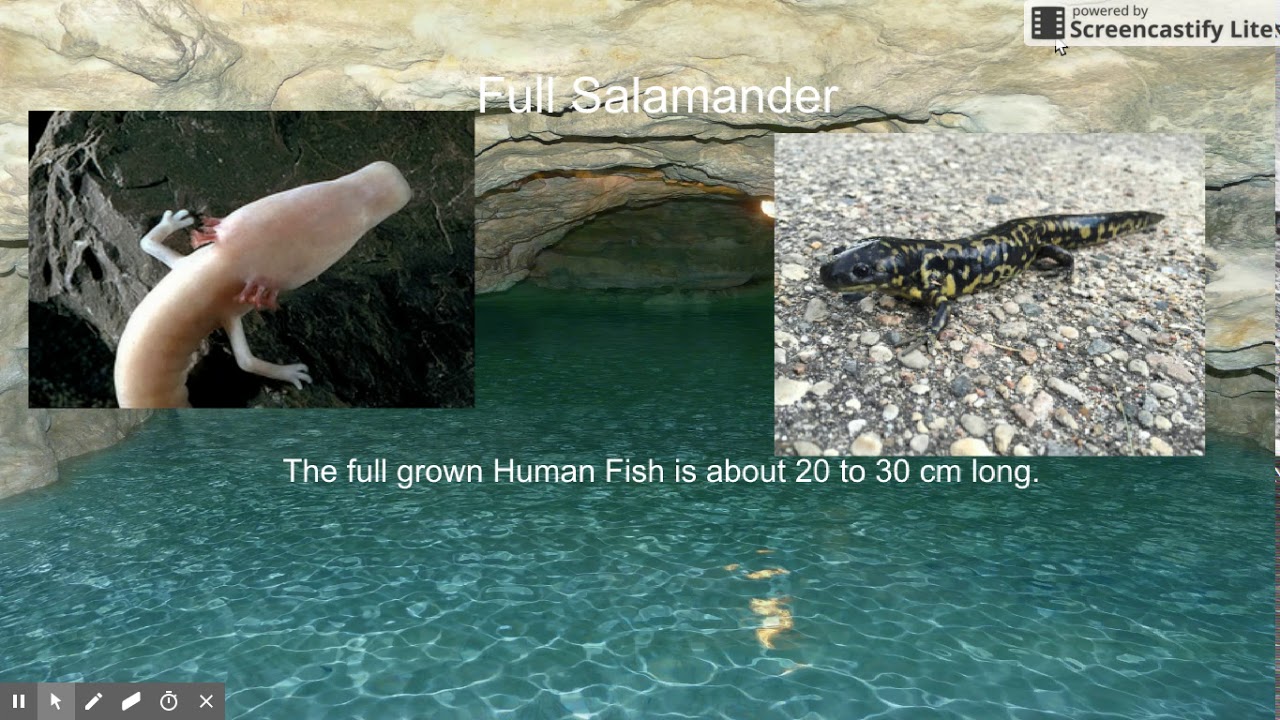 Life Cycle Of A Salamander Youtube