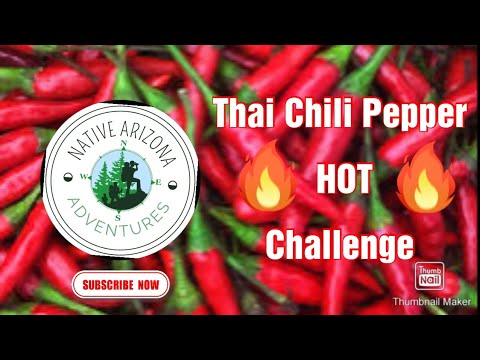 Thai Chili Pepper Challenge Hot Challenge Fun Family Funny Humor