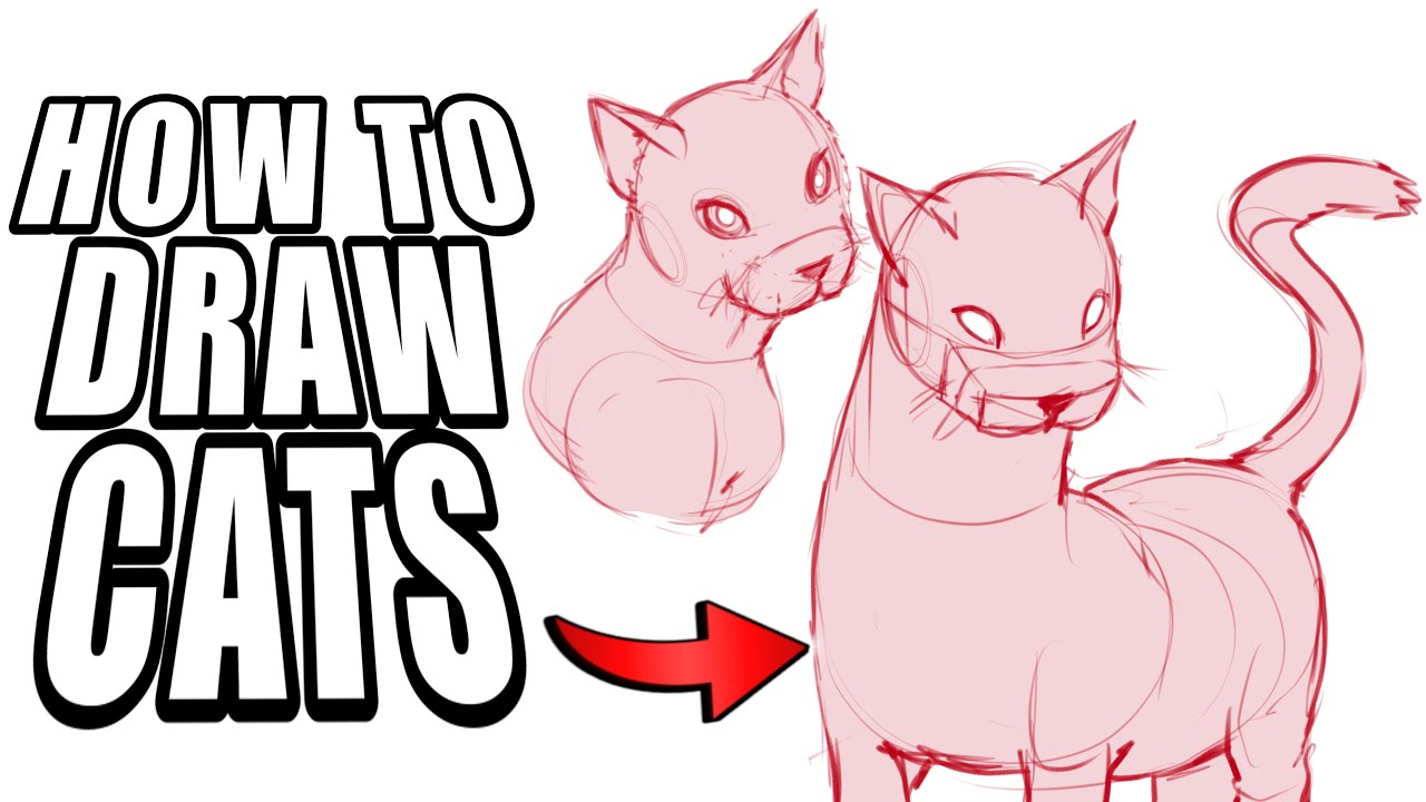 How To Draw Cats For Beginner Level Youtube