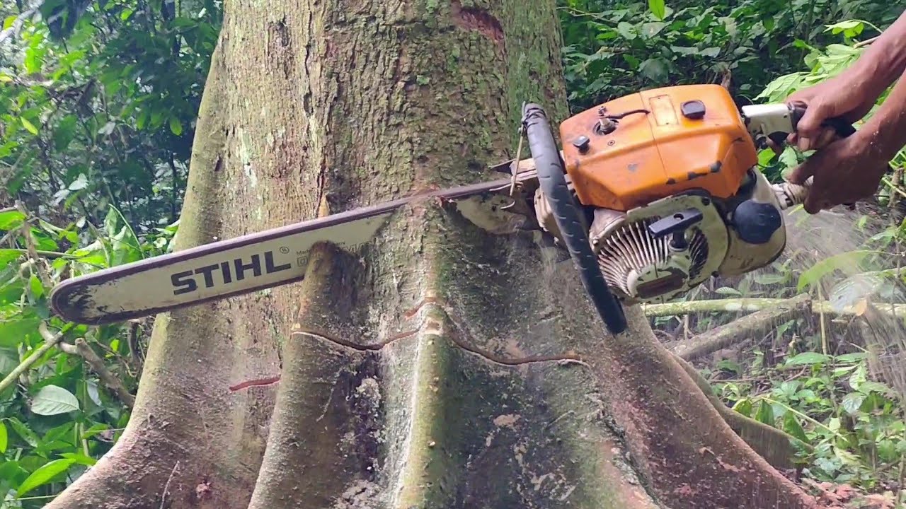 Cutting Trees With Chainsaw 070 Tecogold Youtube
