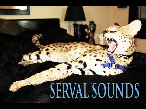 Cute Serval Sounds Youtube