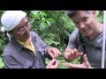 Morphos Diurnal Insect Collecting Central America Day 2 Christopher ...
