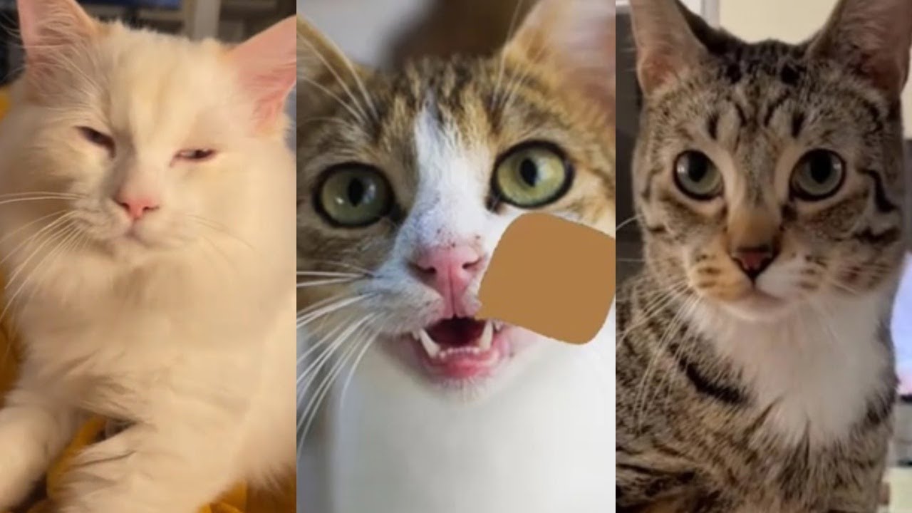 Funny Cats Tiktok Compilation 从 13 Youtube