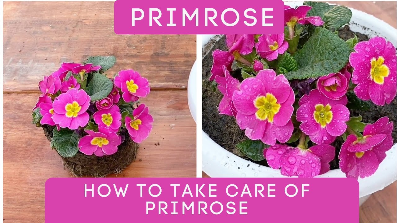 Primrose Planting And How To Take Care Of Primrose Plant Best Place