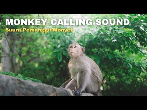 Monkey Calling Sound Suara Pemanggil Monyet Youtube